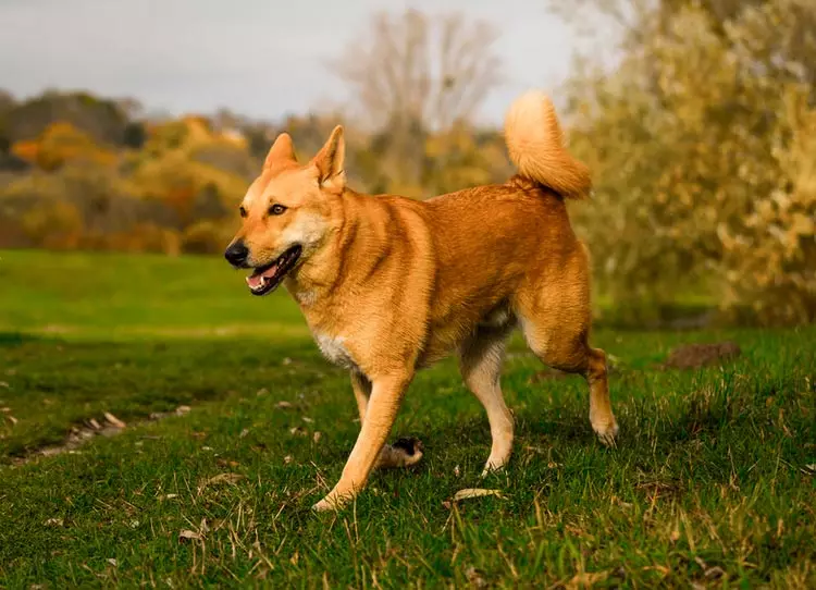 سگ کنعانی: شرح نژاد سگ با عکس و فیلم