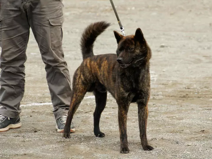 Kai (kai-inu, taro, kai-ken, brindle dog): beskrivelse av rasen med foto og video 4887_10