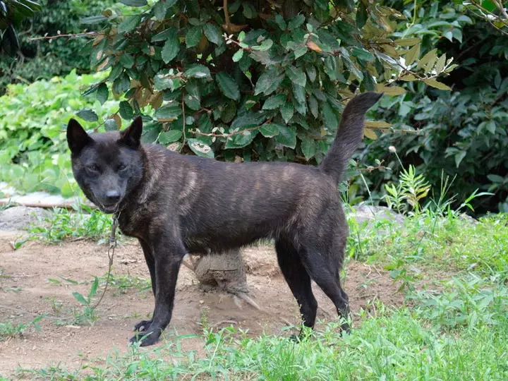 Kai (kai-inu, taro, kai-ken, brindle dog): beskrivning av rasen med foto och video 4887_11