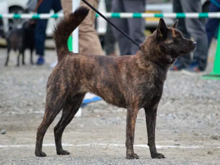 Kai (kai-inu, taro, kai-ken, brindle dog): beskrivelse av rasen med foto og video 4887_12