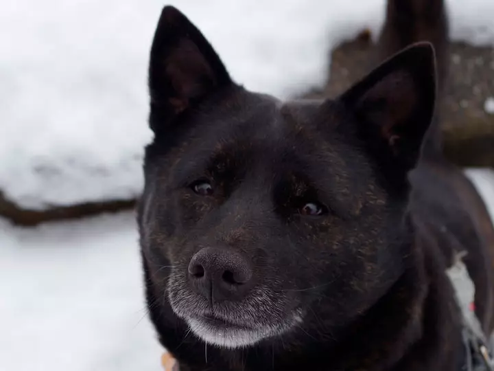 Kai (kai-inu, taro, kai-ken, brindle dog): beskrivning av rasen med foto och video 4887_13