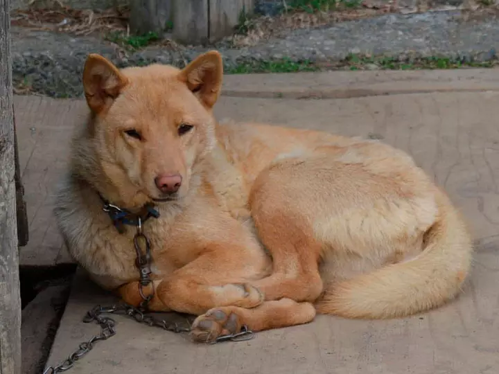 Kai (kai-inu, taro, kai-ken, chien bringé) : description de la race avec photo et vidéo 4887_15