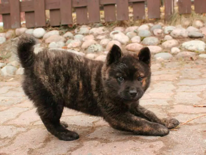 Kai (kai-inu, taro, kai-ken, brindle suns): šķirnes apraksts ar fotoattēlu un video 4887_6