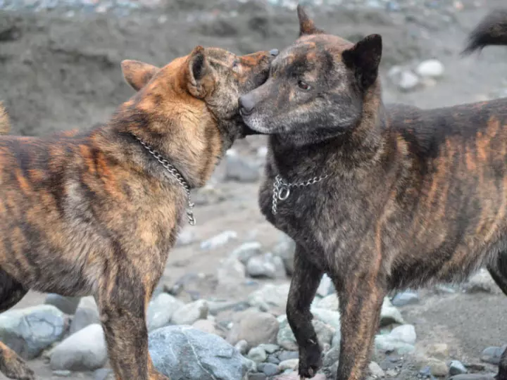 Kai (kai-inu, taro, kai-ken, brindle dog): beskrivelse av rasen med foto og video 4887_8