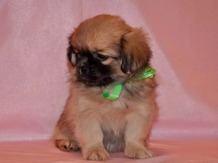 Tibetan Spaniel (Tibby): descrizione della razza del cane con foto e video 4889_10