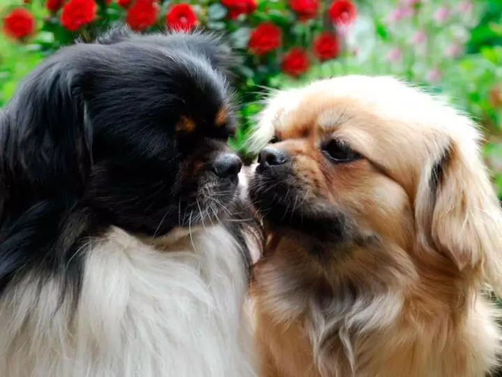 Tibetan Spaniel (Tibby): คำอธิบายของสายพันธุ์สุนัขพร้อมรูปถ่ายและวิดีโอ 4889_11