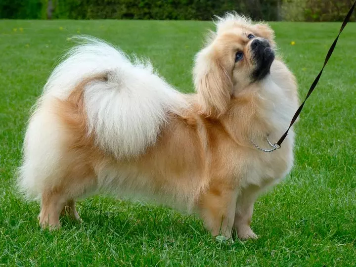 Tibetan Spaniel (Tibby): คำอธิบายของสายพันธุ์สุนัขพร้อมรูปถ่ายและวิดีโอ 4889_12