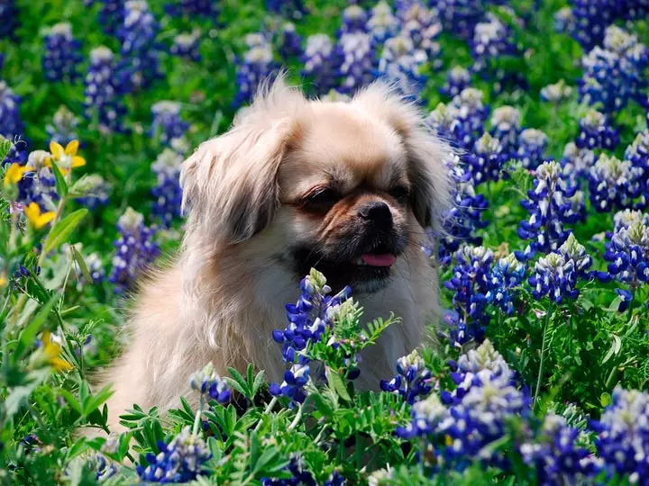 Tibetan Spaniel (Tibby): คำอธิบายของสายพันธุ์สุนัขพร้อมรูปถ่ายและวิดีโอ 4889_13