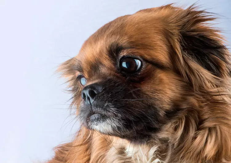 cane di razza Tibetan Spaniel