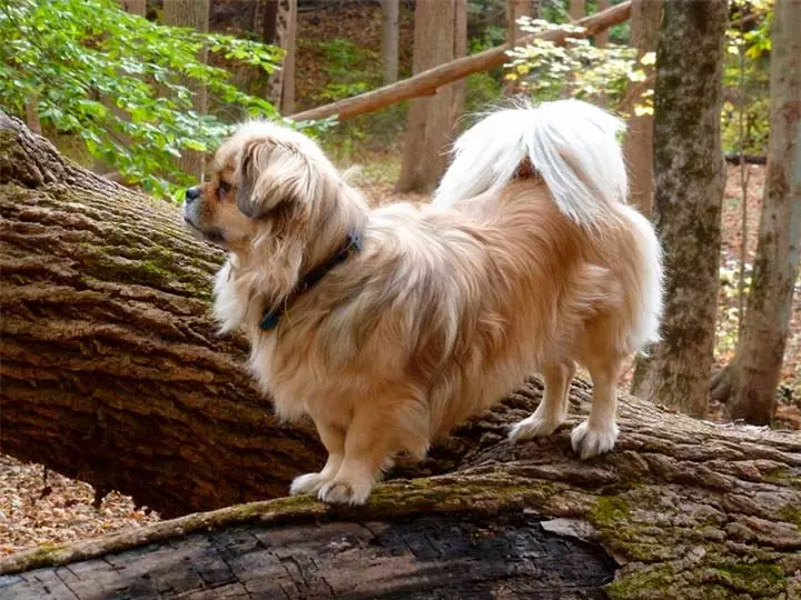 Tibetan Spaniel (Tibby): คำอธิบายของสายพันธุ์สุนัขพร้อมรูปถ่ายและวิดีโอ 4889_5