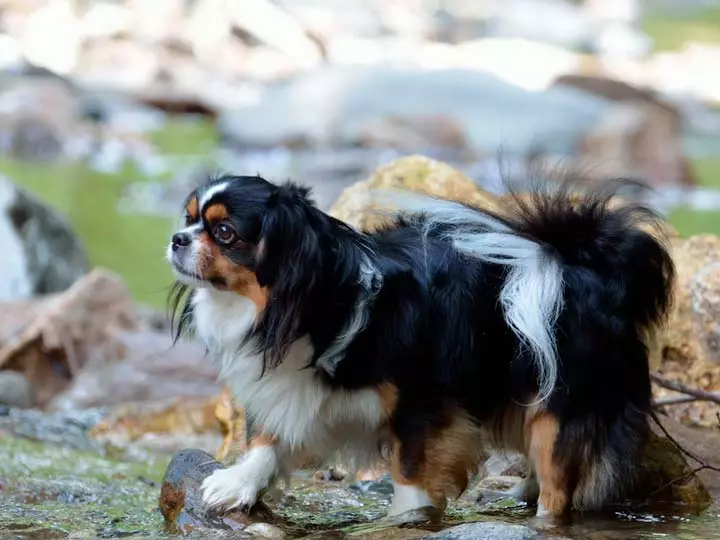 Tibetan Spaniel (Tibby): คำอธิบายของสายพันธุ์สุนัขพร้อมรูปถ่ายและวิดีโอ 4889_6