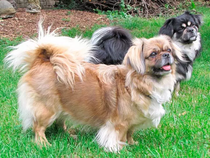 Tibetan Spaniel (Tibby): descrizione della razza del cane con foto e video 4889_7