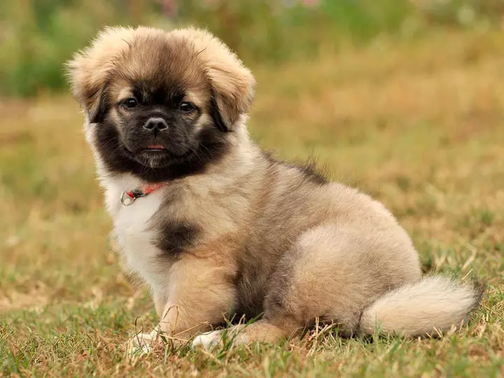 Tibetan Spaniel (Tibby): descrizione della razza del cane con foto e video 4889_8