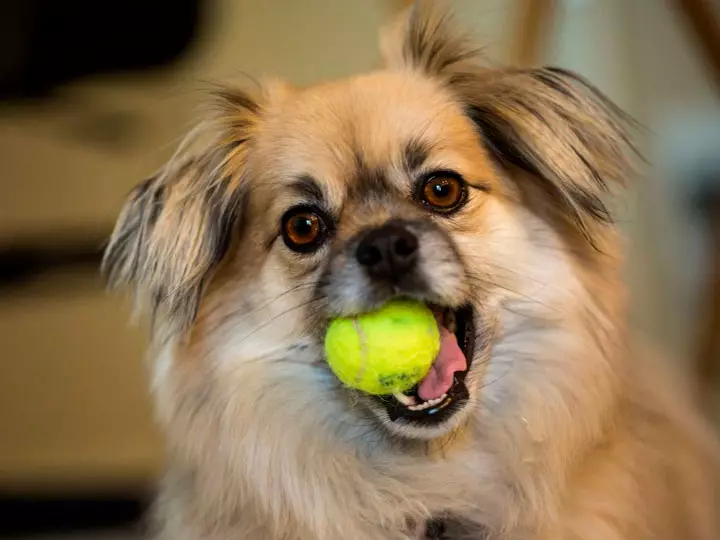 Tibetan Spaniel (Tibby): descrizione della razza del cane con foto e video 4889_9