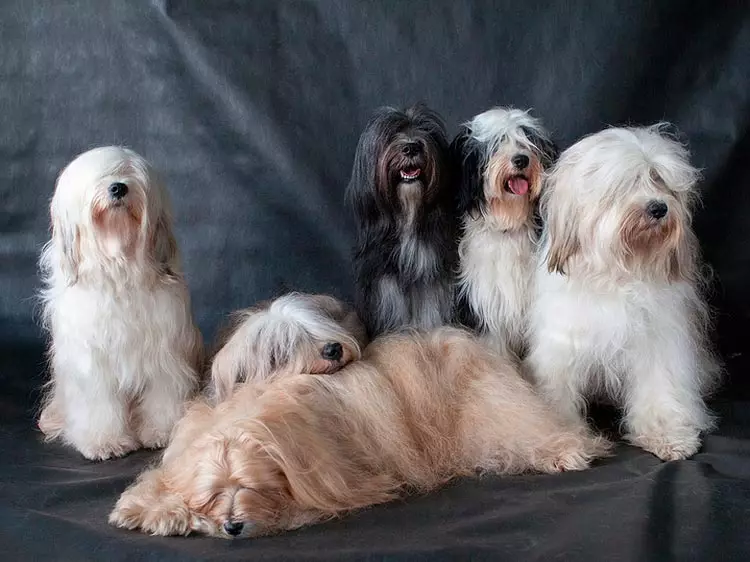 tibetan terriers