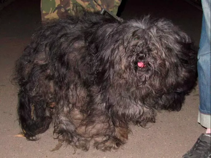 Tibeti Terrier: apejuwe ti ajọbi aja pẹlu awọn fọto ati awọn fidio 4891_10