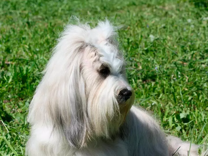 Tibetan Terrier: sharraxaadda eyga oo leh sawirro iyo fiidyowyo 4891_11