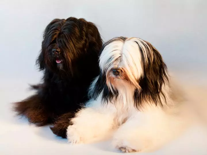 Tibeti Terrier: apejuwe ti ajọbi aja pẹlu awọn fọto ati awọn fidio 4891_12