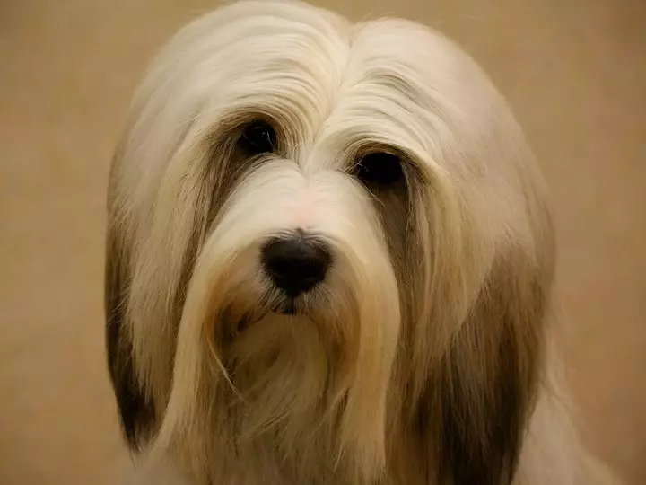 Tibetan Terrier: nkọwa nke nkịta nwere foto na vidiyo 4891_14