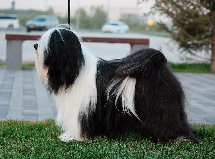 cão raça terrier tibetano