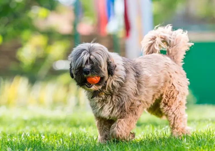 Ịkpụ ntutu nke Tibetan Terrier