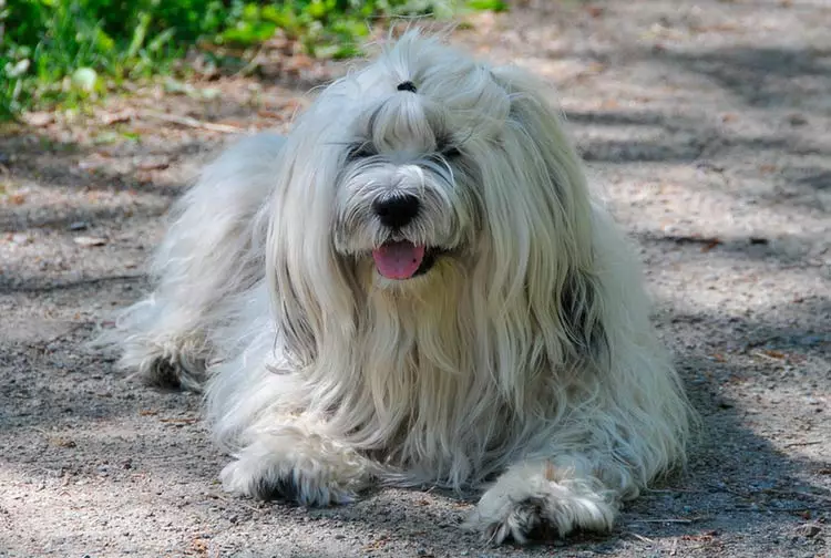 Cão terrier tibetano