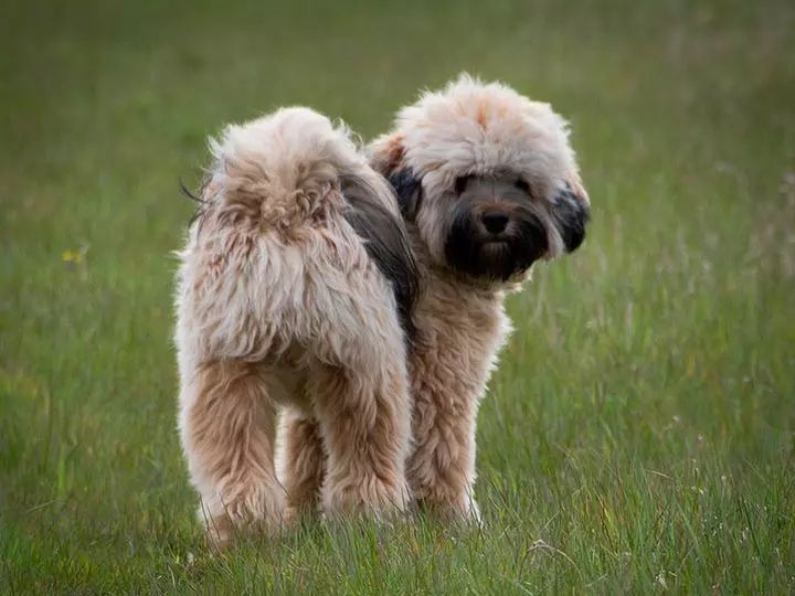 Terrier tibetian: përshkrimi i racës së qenve me foto dhe video 4891_6