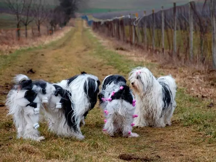 Terrier tibetian: përshkrimi i racës së qenve me foto dhe video 4891_7