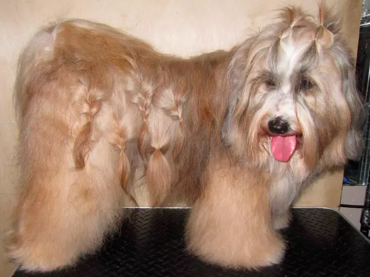 Tibetan Terrier: nkọwa nke nkịta nwere foto na vidiyo 4891_8