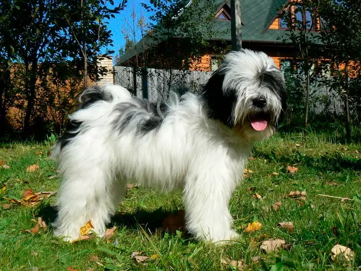 Tibetan Terrier: nkọwa nke nkịta nwere foto na vidiyo 4891_9