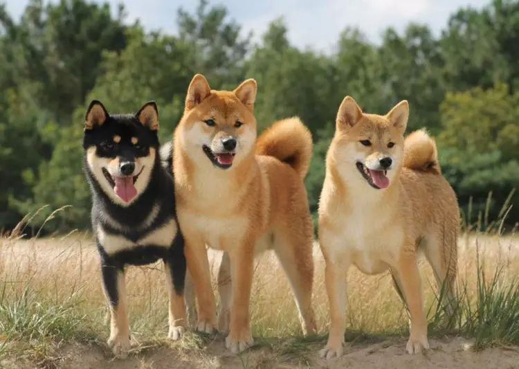 Culori Shiba Inu