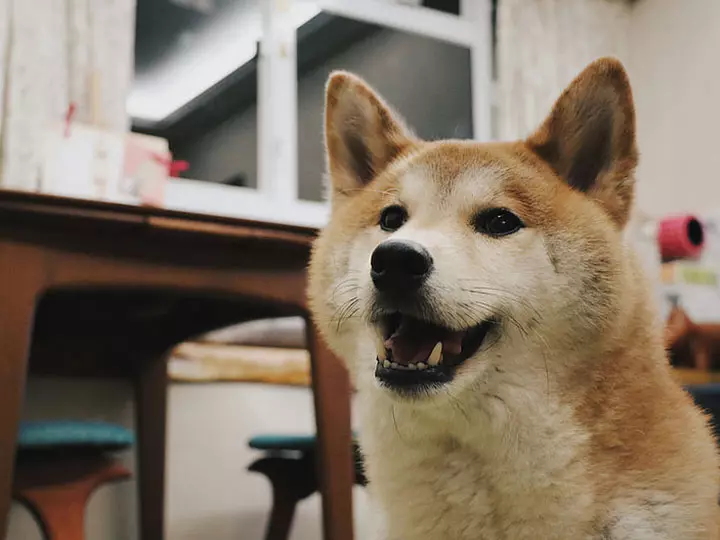 Shiba Inu: dib -u -eegis dhammaystiran oo eeyaha taranka leh sawirro iyo fiidyowyo 4897_11