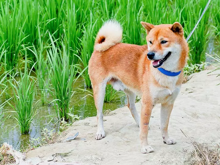 Shiba Inu: пълен преглед на породи кучета със снимки и видеоклипове 4897_12