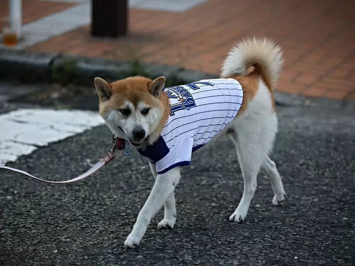 Shiba Inu: รีวิวสายพันธุ์สุนัขพร้อมรูปถ่ายและวิดีโอ 4897_13