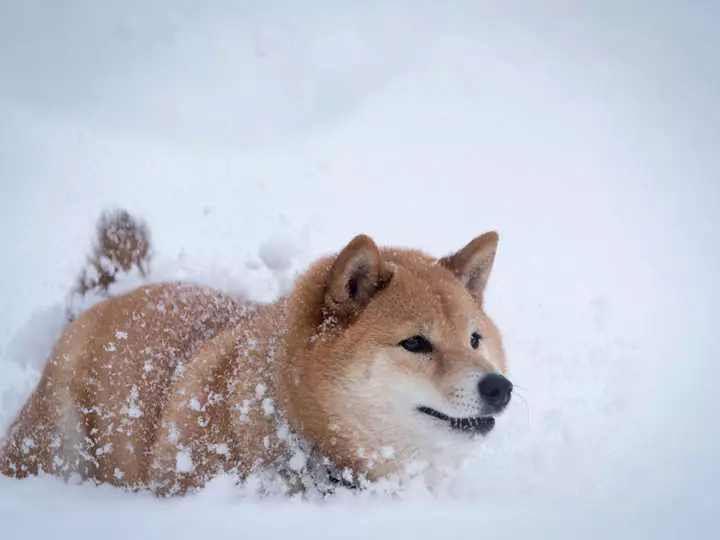 Shiba Inu: o recenzie completă a raselor de câini cu fotografii și videoclipuri 4897_14