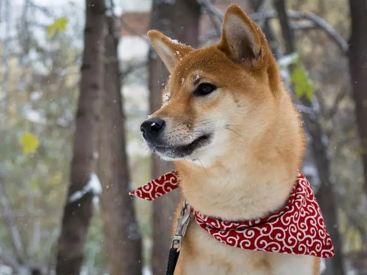 Shiba Inu: o recenzie completă a raselor de câini cu fotografii și videoclipuri 4897_15