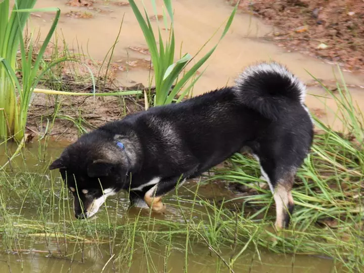 Shiba Inu: o recenzie completă a raselor de câini cu fotografii și videoclipuri 4897_16