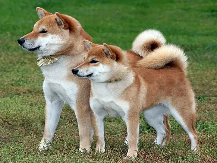 Shiba Inu: รีวิวสายพันธุ์สุนัขพร้อมรูปถ่ายและวิดีโอ 4897_17