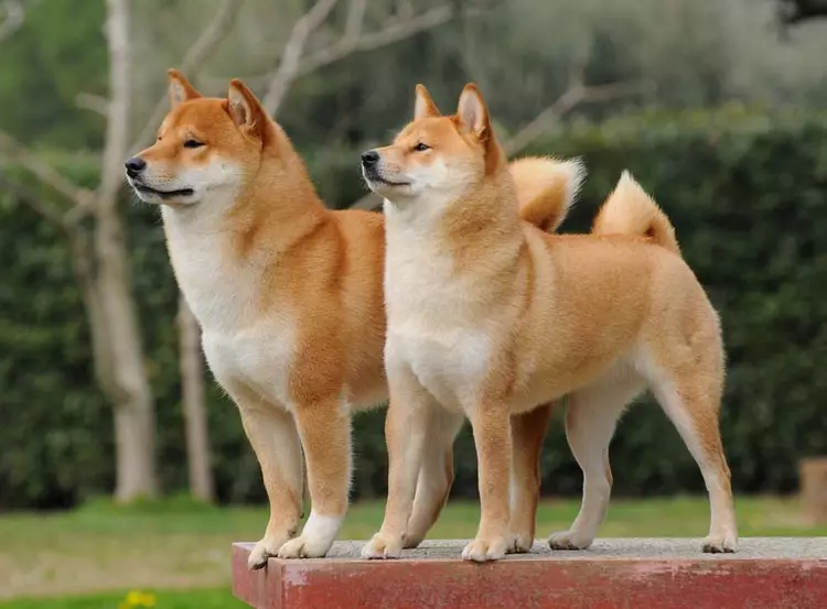 Rasa de câine Shiba Inu