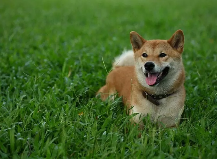 grijă de Shiba Inu