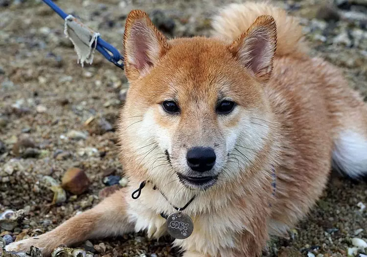 kuierje shiba inu