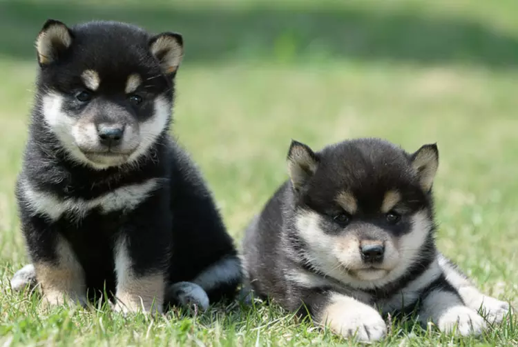 pretul puiilor shiba inu