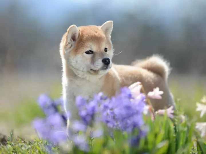 Shiba Inu: o recenzie completă a raselor de câini cu fotografii și videoclipuri 4897_8