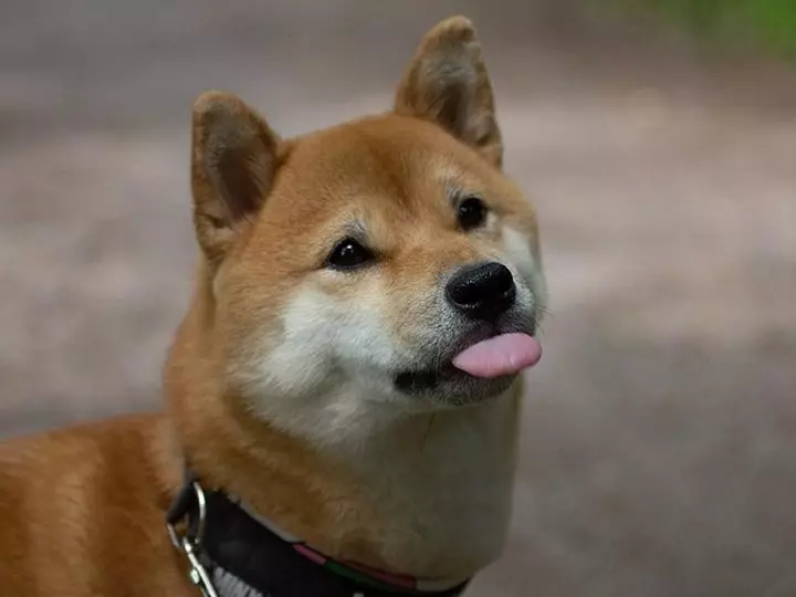 Shiba Inu: รีวิวสายพันธุ์สุนัขพร้อมรูปถ่ายและวิดีโอ 4897_9