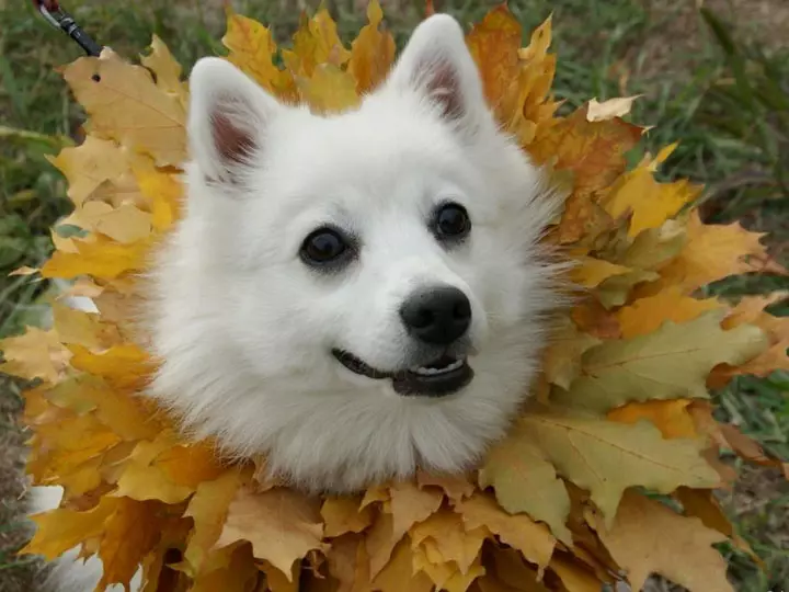 Japanese Spitz: φωτογραφίες και βίντεο, πλήρης περιγραφή της φυλής, τιμές 4898_10