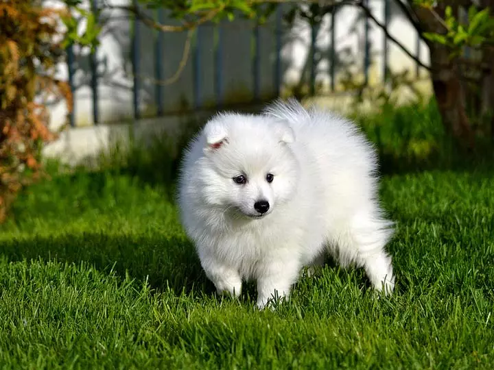 Japanese Spitz: φωτογραφίες και βίντεο, πλήρης περιγραφή της φυλής, τιμές 4898_14