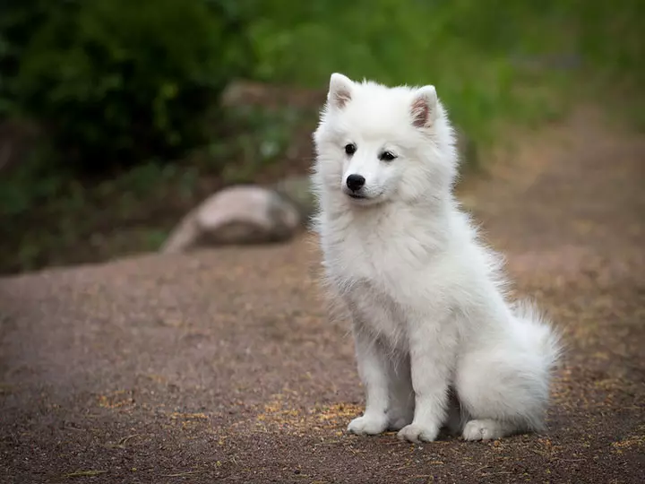 Japanese Spitz: φωτογραφίες και βίντεο, πλήρης περιγραφή της φυλής, τιμές 4898_15