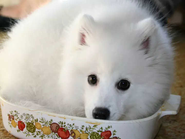 Japanese Spitz: φωτογραφίες και βίντεο, πλήρης περιγραφή της φυλής, τιμές 4898_16