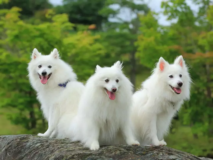 Japanese Spitz: φωτογραφίες και βίντεο, πλήρης περιγραφή της φυλής, τιμές 4898_17