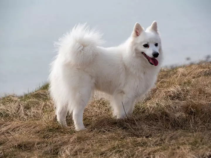 Japanese Spitz: φωτογραφίες και βίντεο, πλήρης περιγραφή της φυλής, τιμές 4898_8